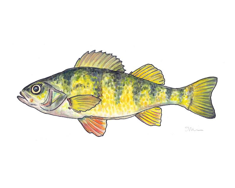 Yellow Perch Watercolor Fine Art Print - Etsy
