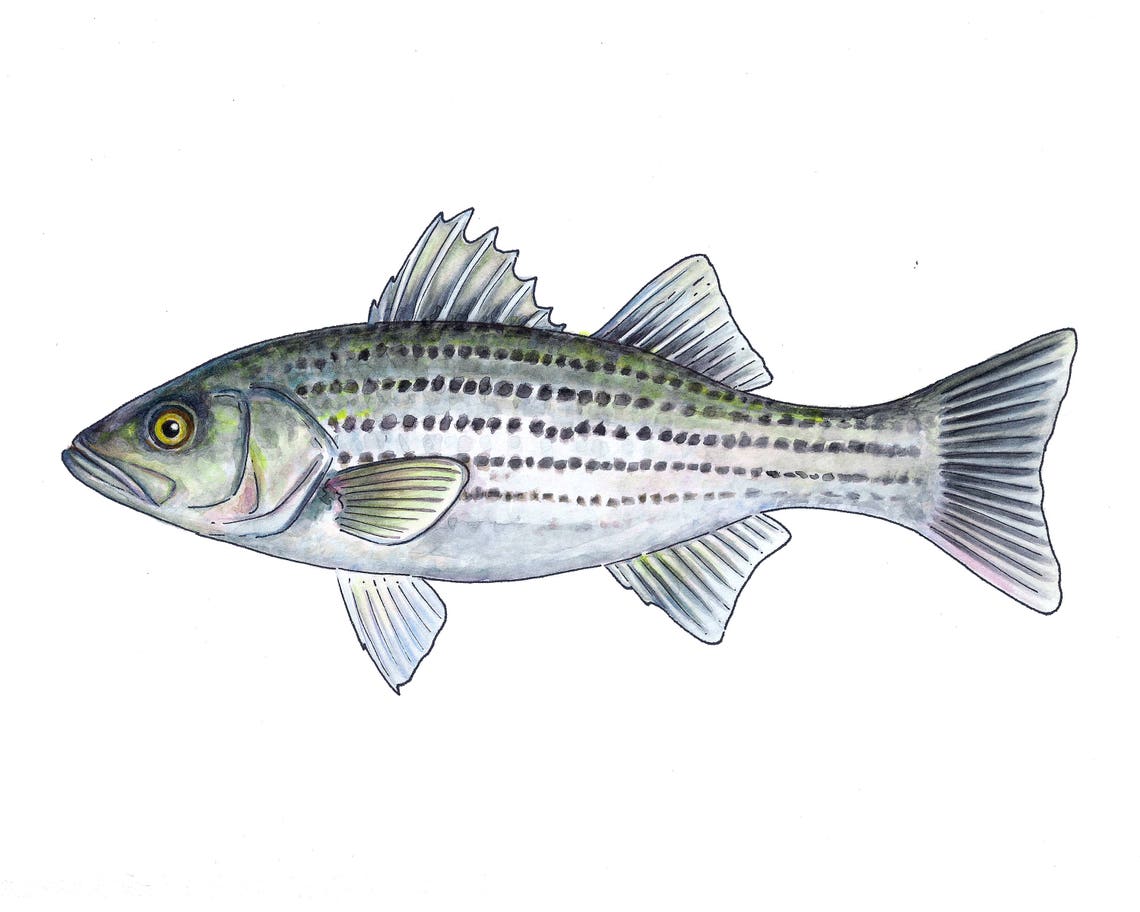 Striped Bass Watercolor Fine Art Print | Etsy