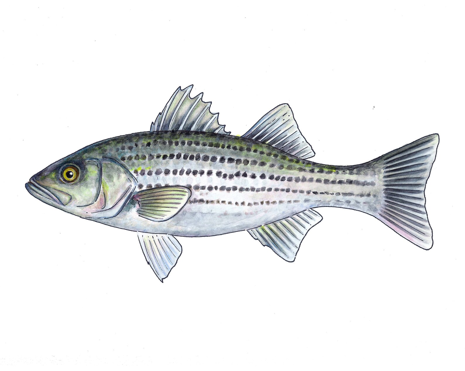 Striped Bass Watercolor Fine Art Print | Etsy