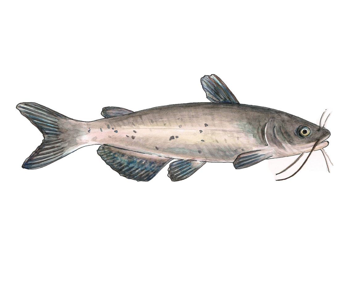 Channel Catfish Watercolor Fine Art Print | Etsy