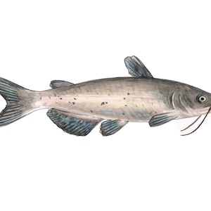 Channel Catfish Watercolor Fine Art Print - Etsy