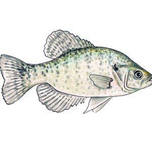 White Crappie Watercolor Fine Art Print - Etsy