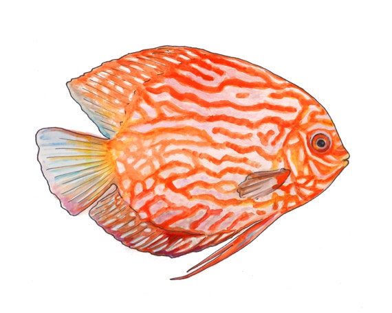Orange Discus Fish
