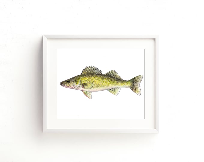 Walleye Watercolor Fine Art Print | Etsy