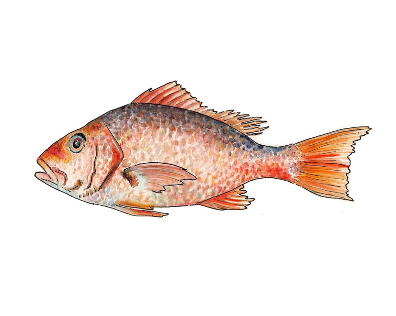 Red Snapper Watercolor Fine Art Print - Etsy