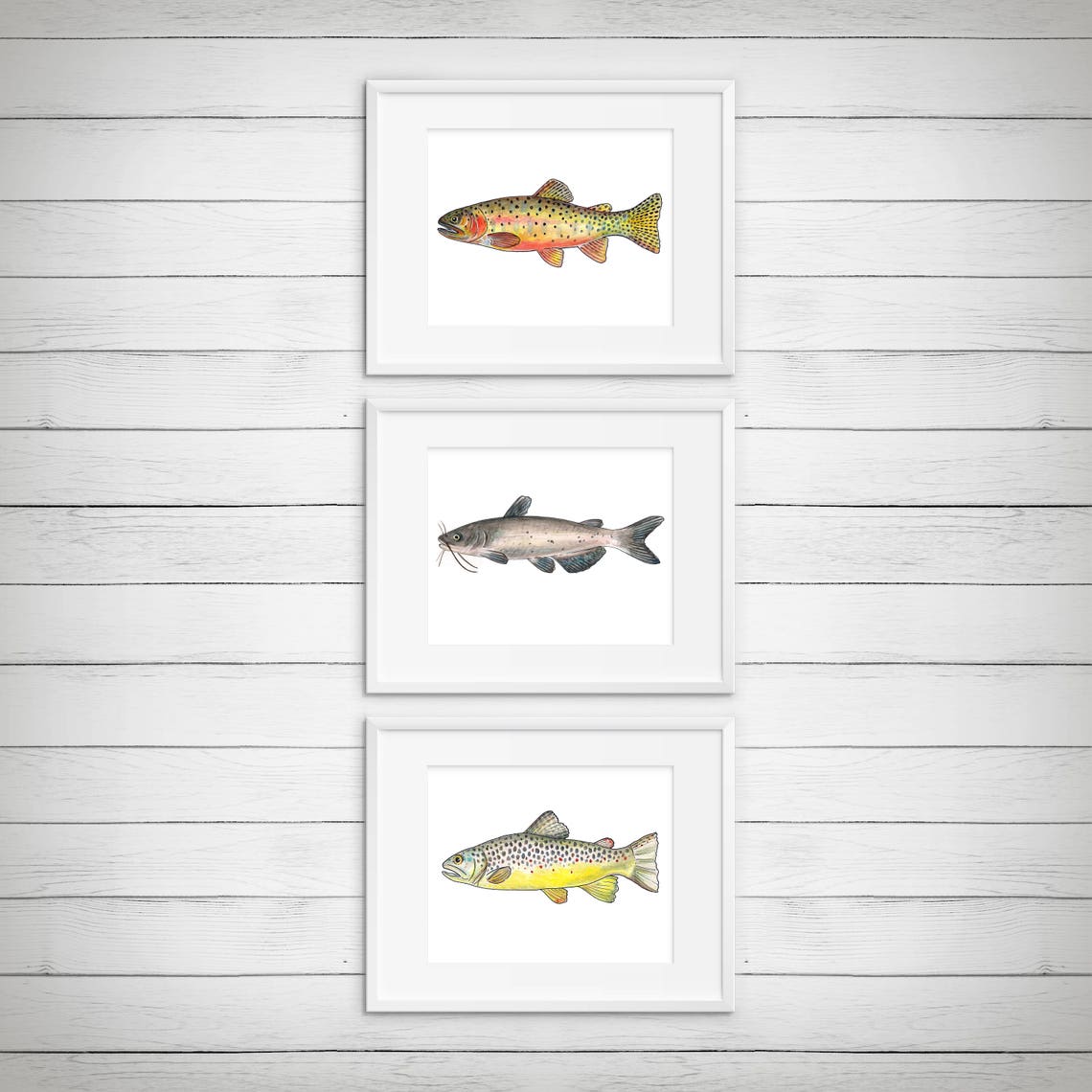 Channel Catfish Watercolor Fine Art Print | Etsy