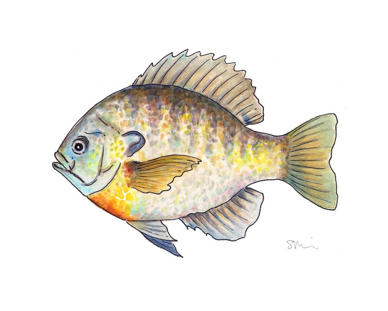 Bluegill Watercolor Fine Art Print - Etsy