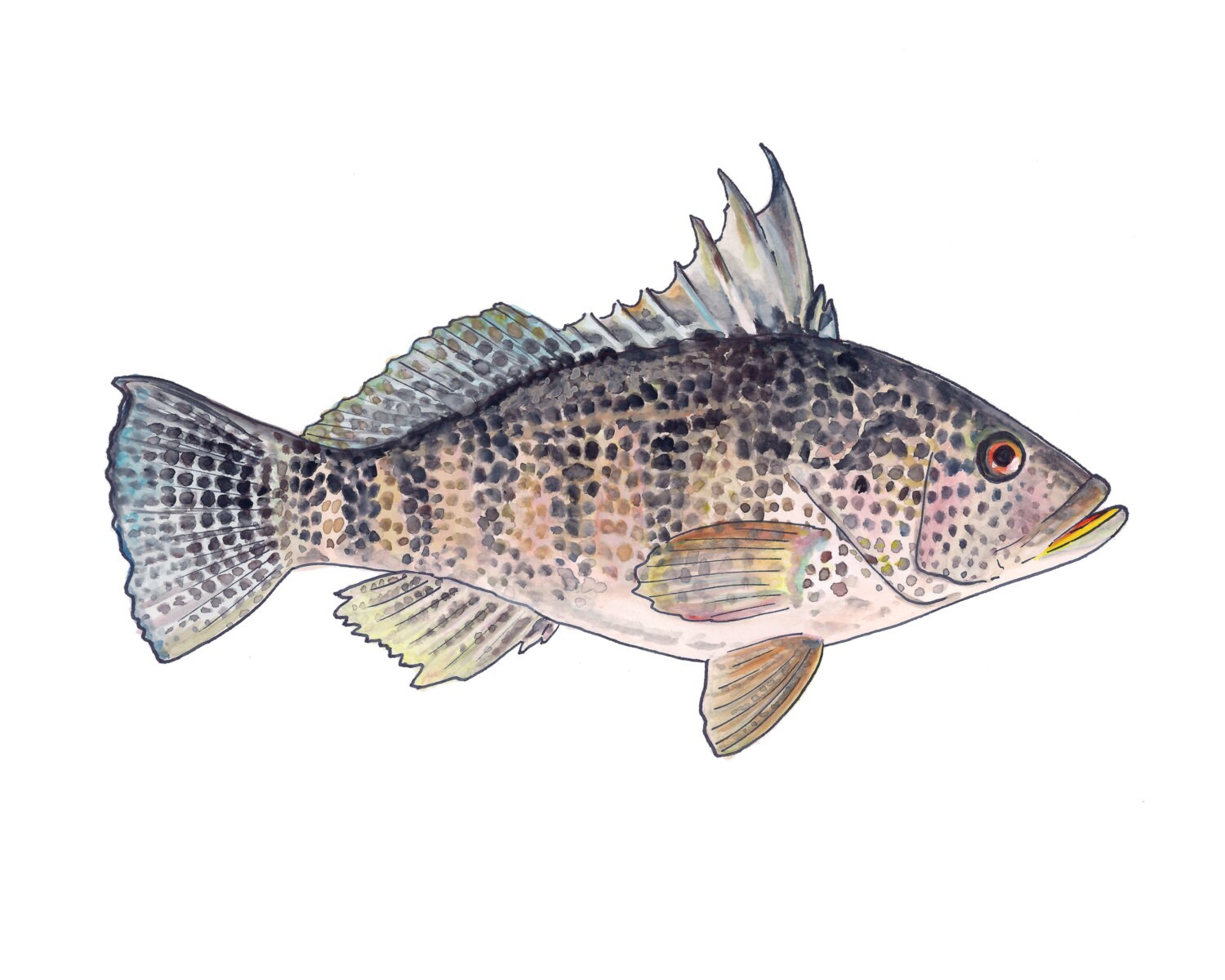 Black Sea Bass Watercolor Fine Art Print - Etsy