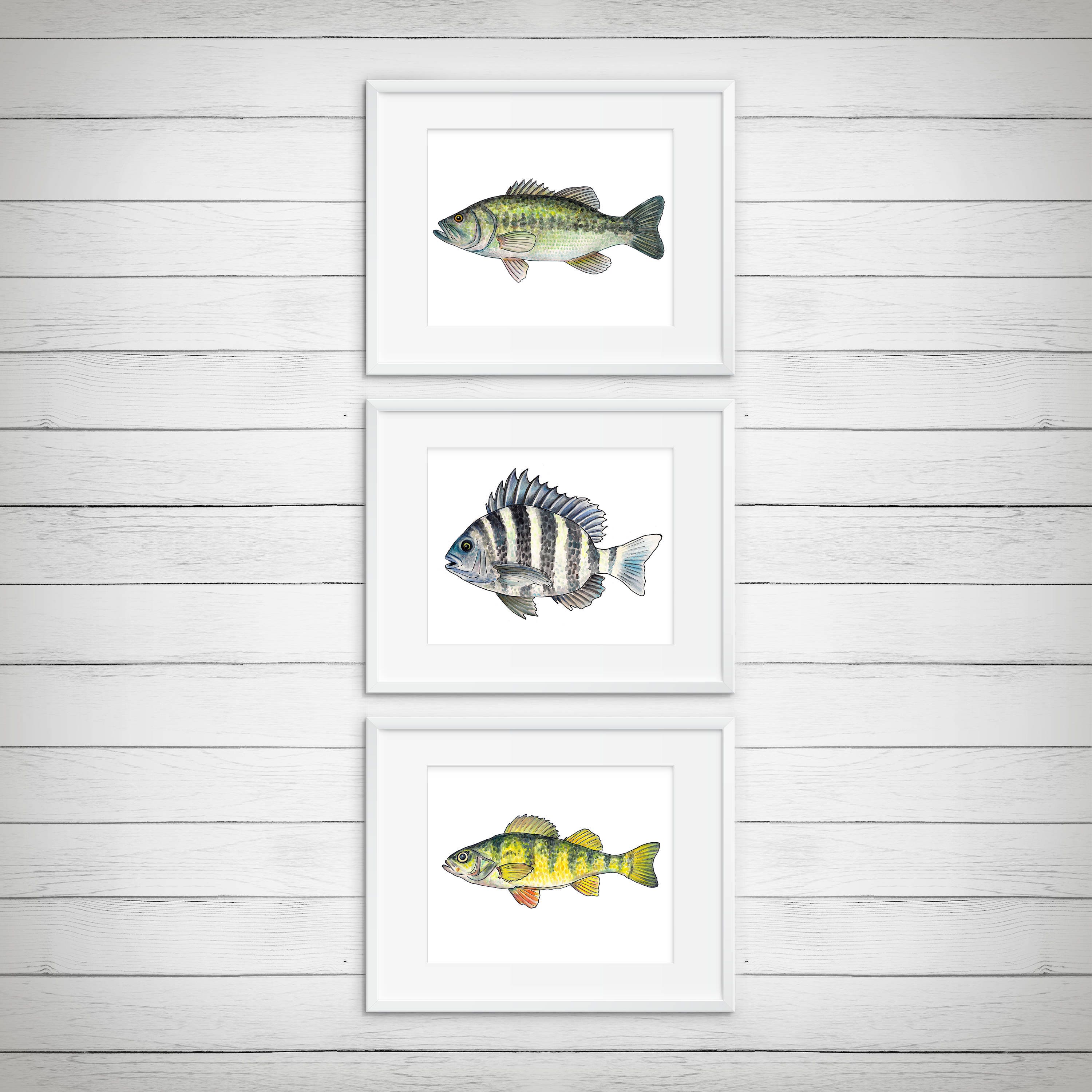 Sheepshead Watercolor Fine Art Print - Etsy
