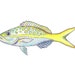 Yellowtail Snapper Watercolor Fine Art Print - Etsy