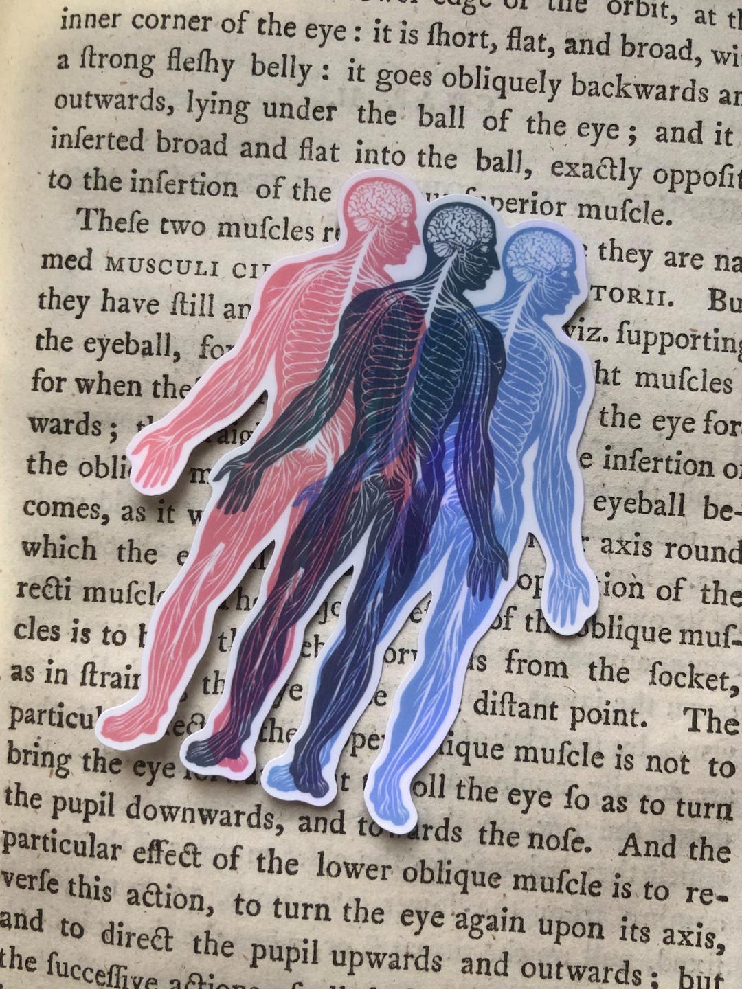 Nervous System Sticker, Red / Blue Circulatory Variant - Etsy