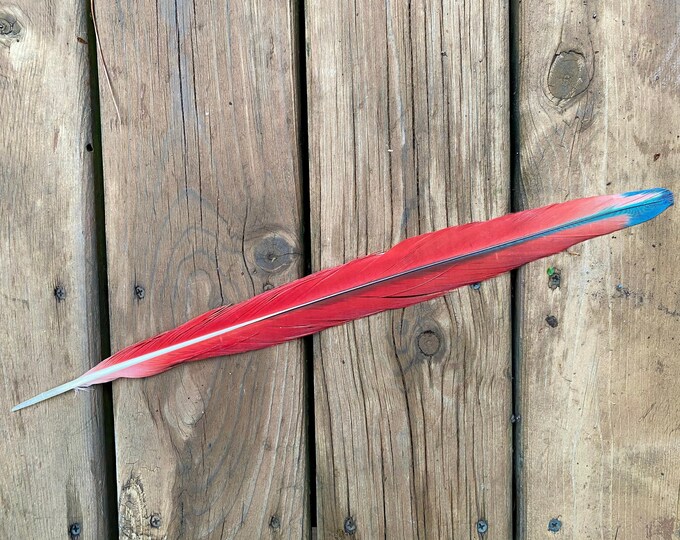 Long Beautiful Macaw Parrot Tail Feather With Quill - Red With Touches ...