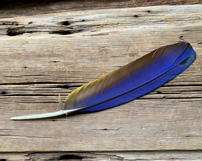 Macaw Parrot Wing Feather With Quill - Blue and Pale Yellow - 9 3/4 ...
