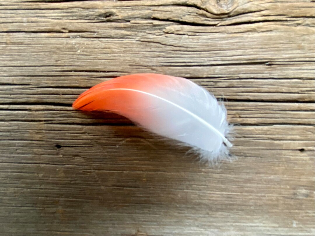 Rare Real Chilean Flamingo Feather 3 1/2 Long, Left Curve, Naturally ...