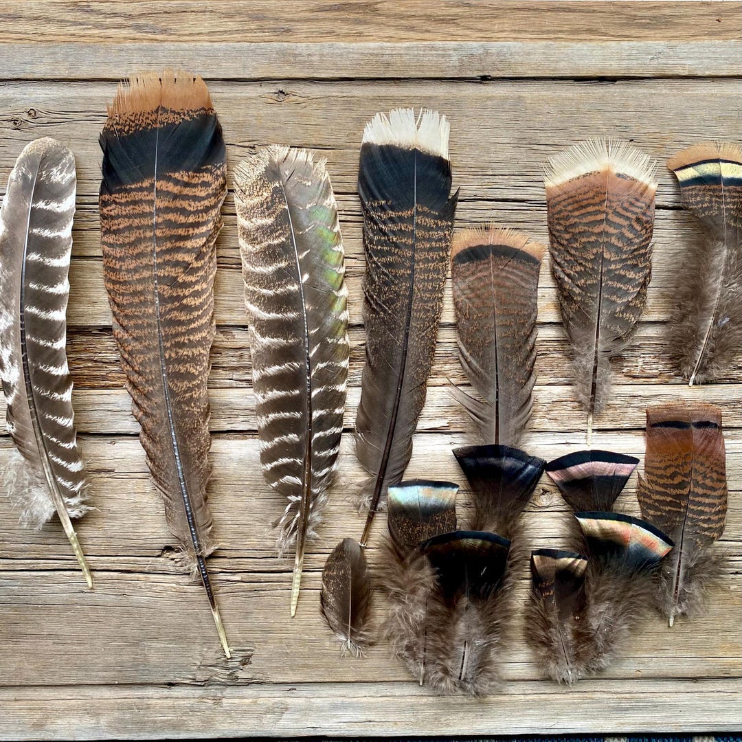 Wild Turkey Feather Assortment: USA Craft Feathers, 3-16" (15 Pieces ...