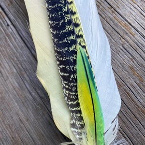 Exotic Cockatoo & Parrot Feather Hat Trim W/deerskin Wrapped Quills ...