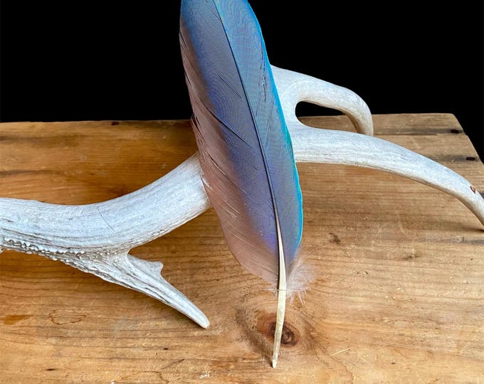 Macaw Parrot Wing Feather With Quill - Blue, Taupe, and Pale Salmon Red ...