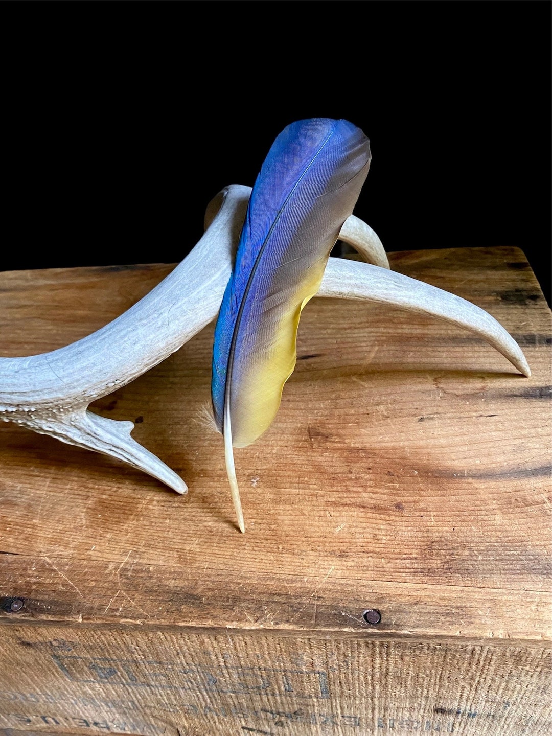 Macaw Parrot Wing Feather With Quill - Royal Blue, Light Golden Yellow ...