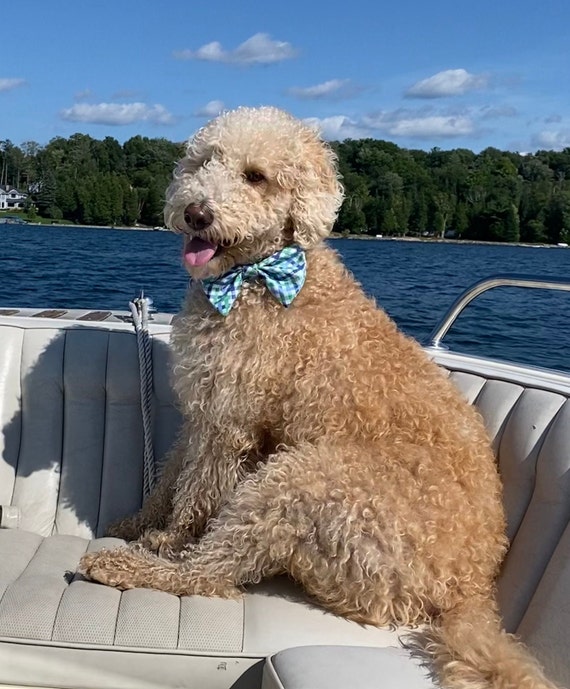 Seersucker dog bow tie store