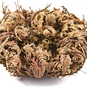 Jericho Flower - Rose of Jericho, Resurrection Flower, Whole Dried Herb ...