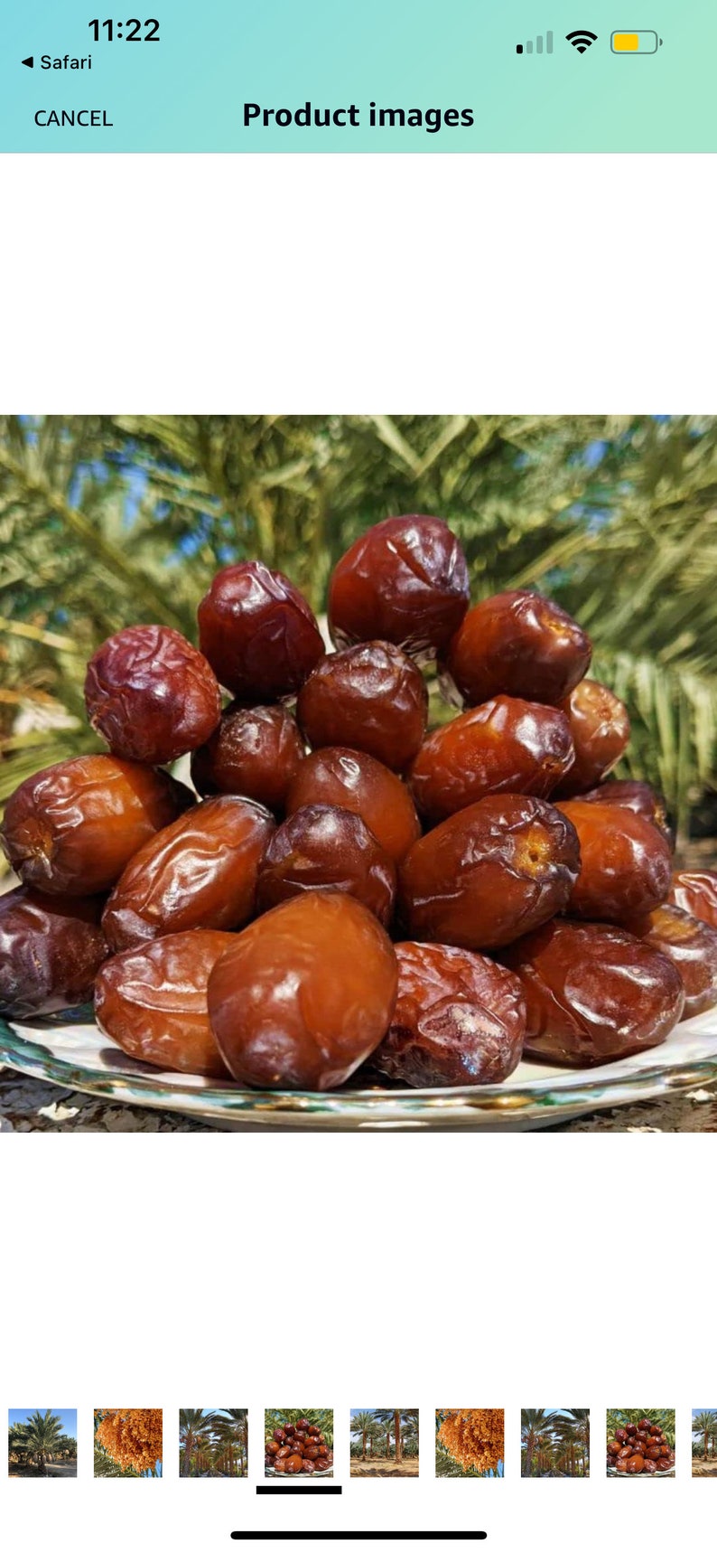 Medjool Date Seeds - Etsy