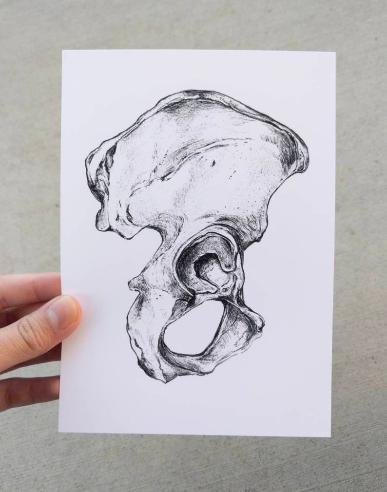 Hip Bone Anatomy Print Anatomical Illustration Fine Art - Etsy