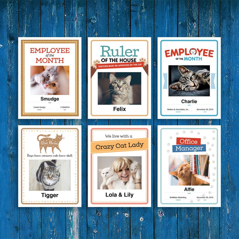Cat Certificates, Funny Cat Lover Photo Certificate, 6 Downloadable ...