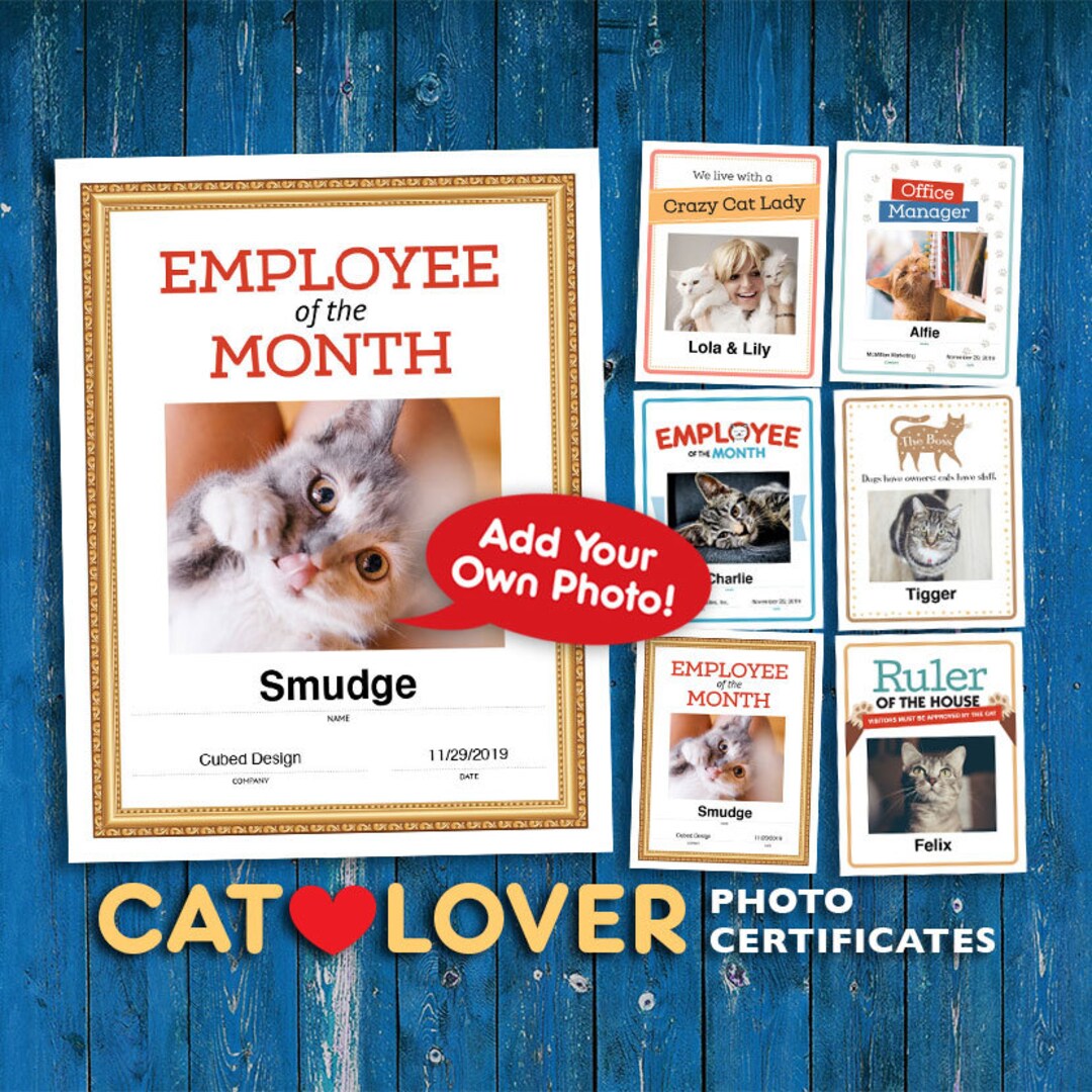 Cat Certificates, Funny Cat Lover Photo Certificate, 6 Downloadable ...