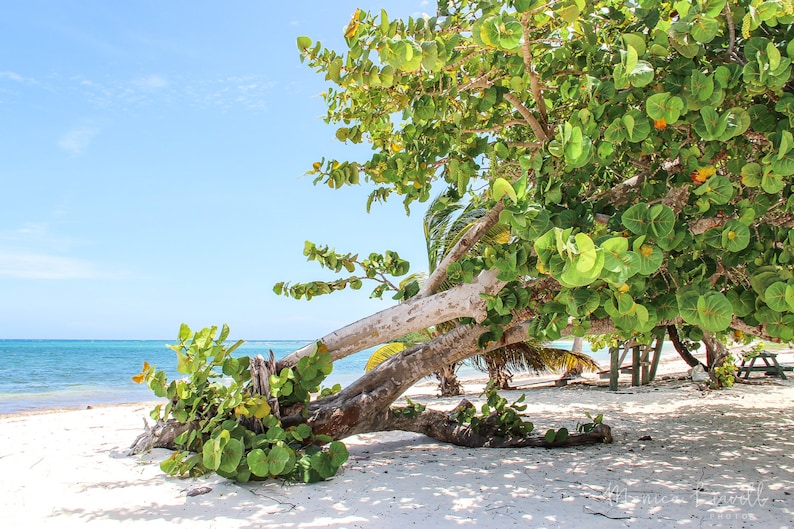 Seagrapes of Calabash Caye, Belize Nature Photography, Turneffe Atoll ...