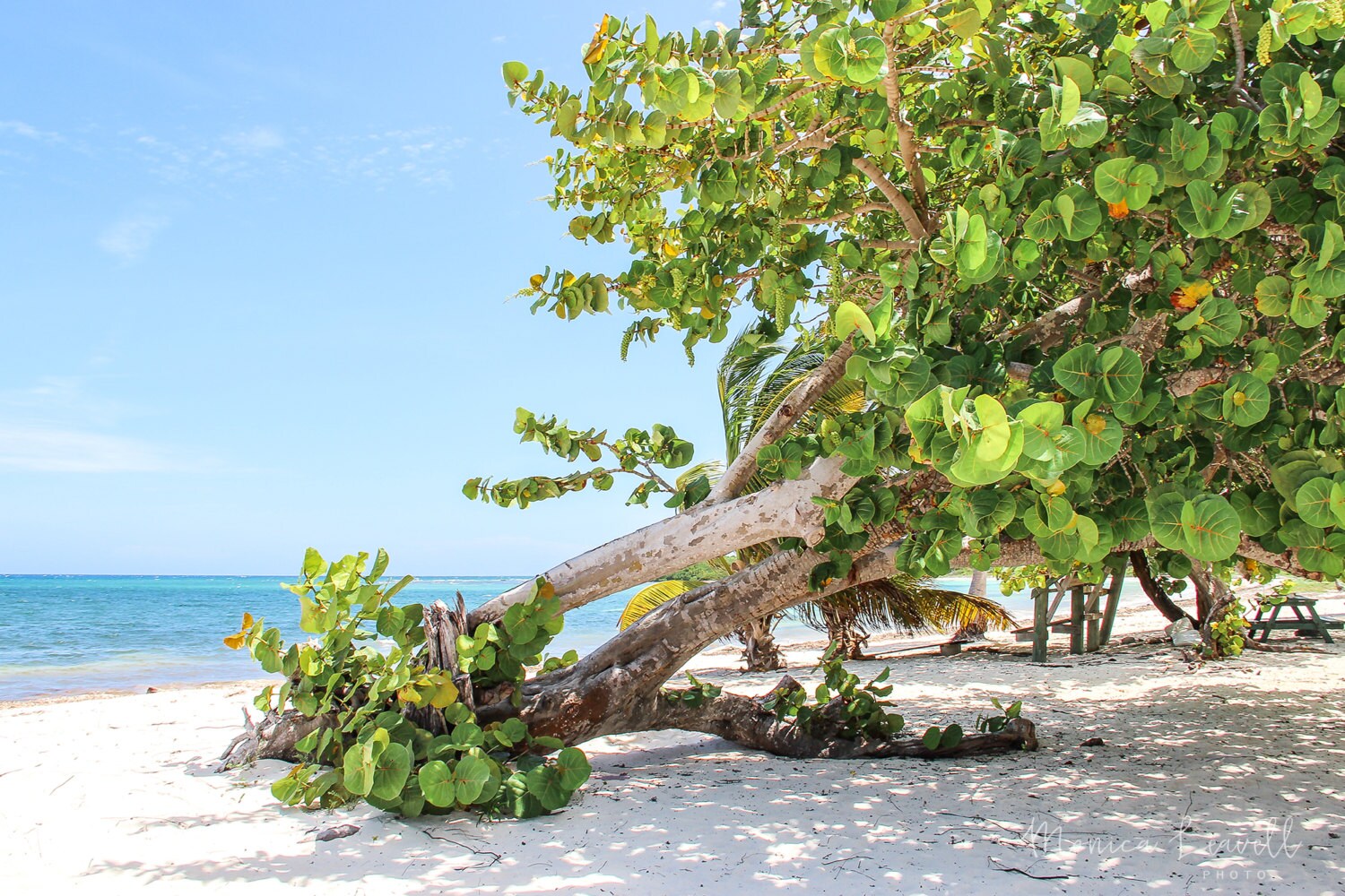 Seagrapes of Calabash Caye, Belize Nature Photography, Turneffe Atoll ...