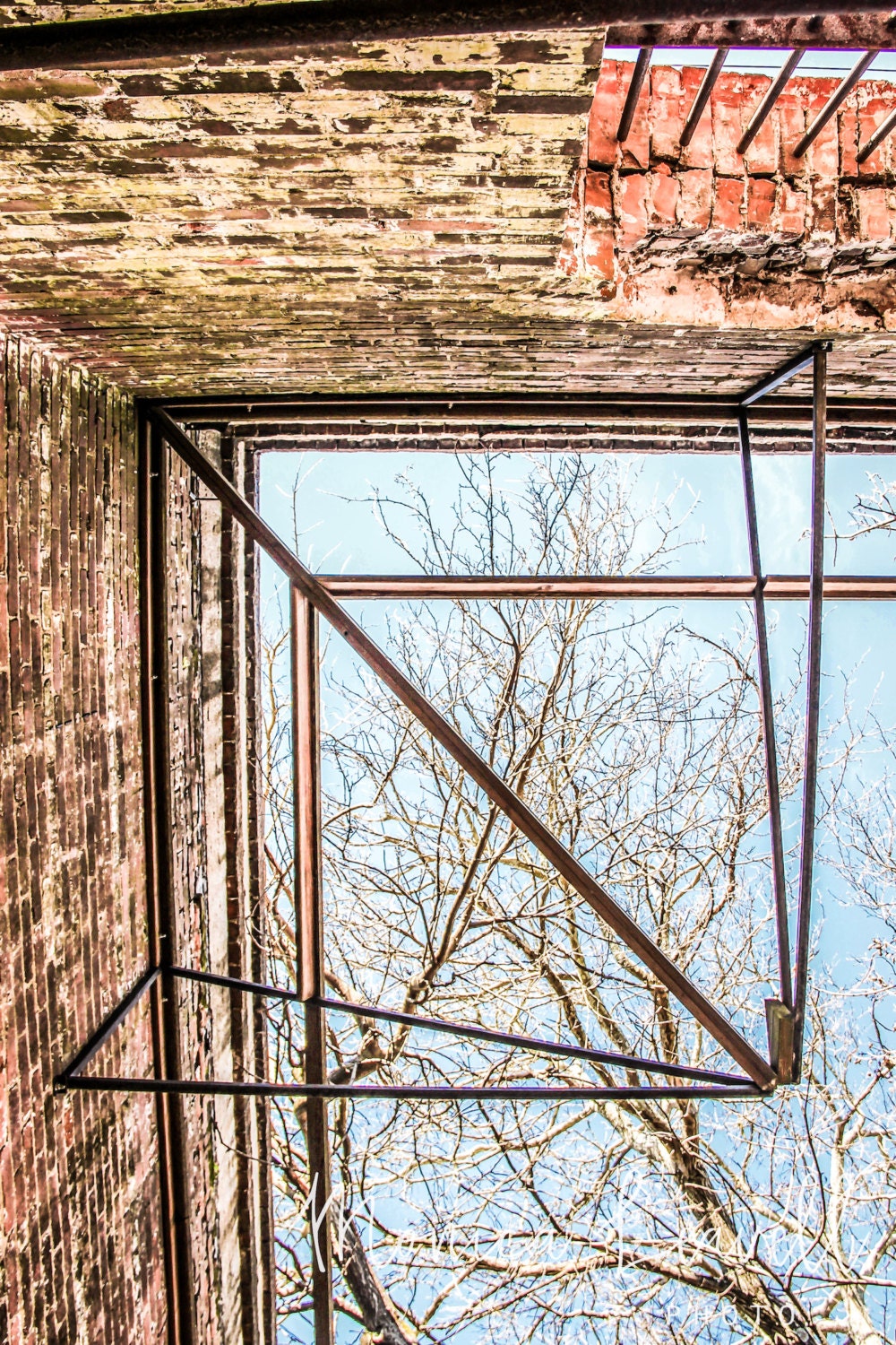 Looking Up: the Tree Room, Athens Georgia Fine Art Photography Print ...