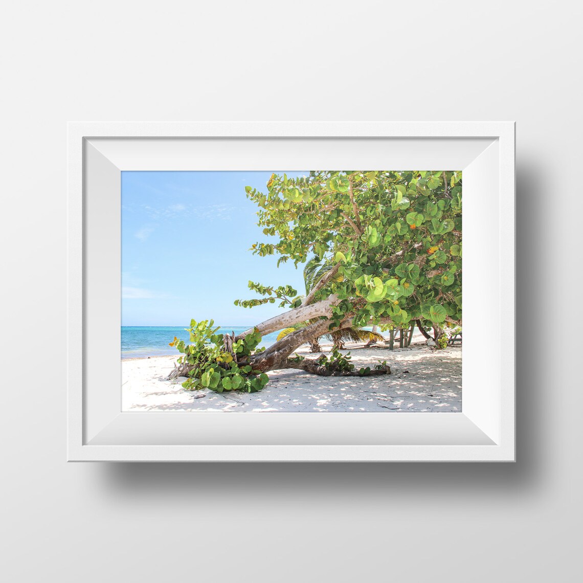 Seagrapes of Calabash Caye, Belize Nature Photography, Turneffe Atoll ...