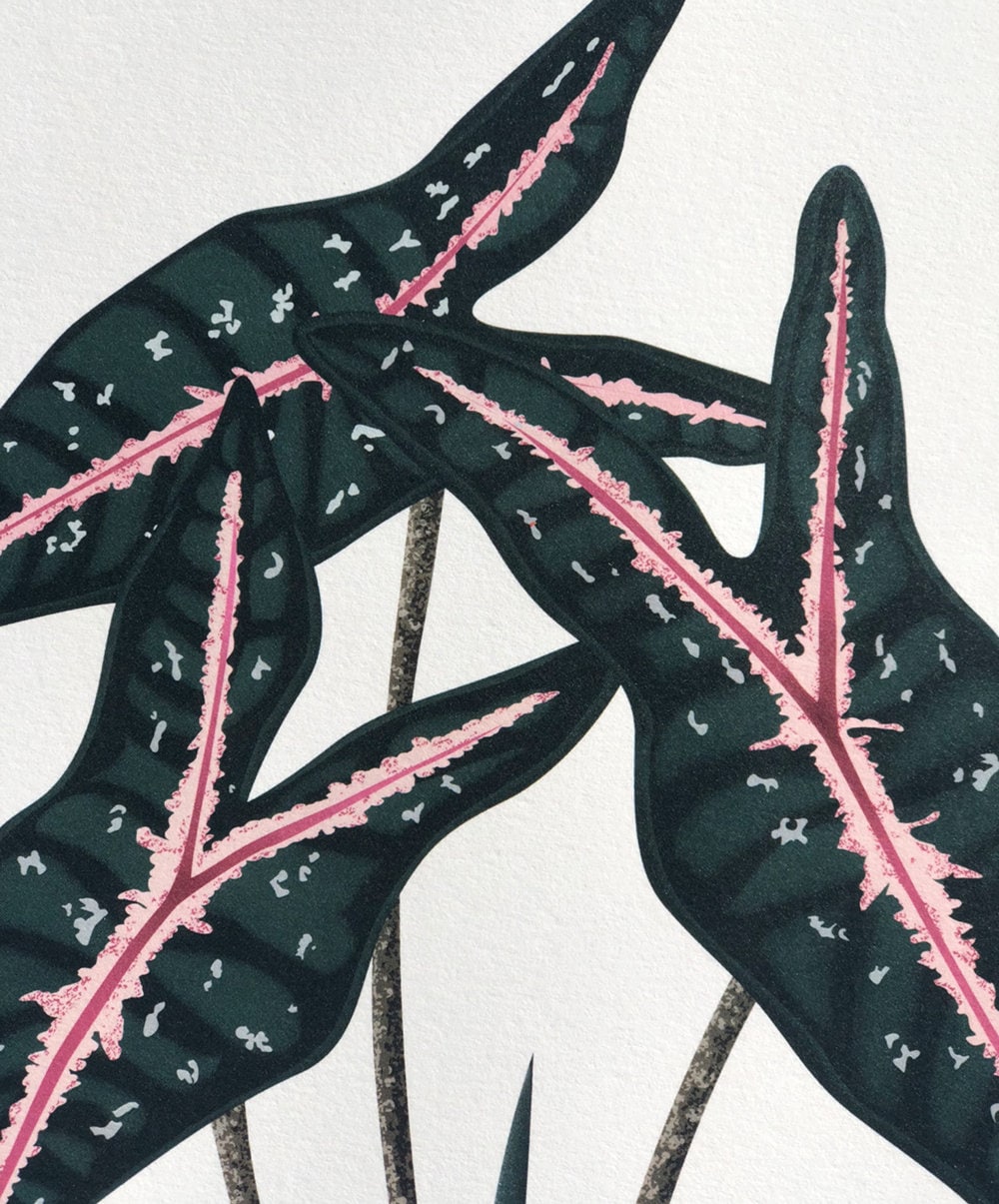Caladium Picturatum Print | Etsy
