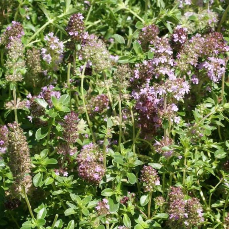 Creeping Thyme Seeds - Etsy