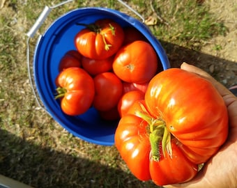 German Johnson Heirloom Tomato Seeds - Etsy