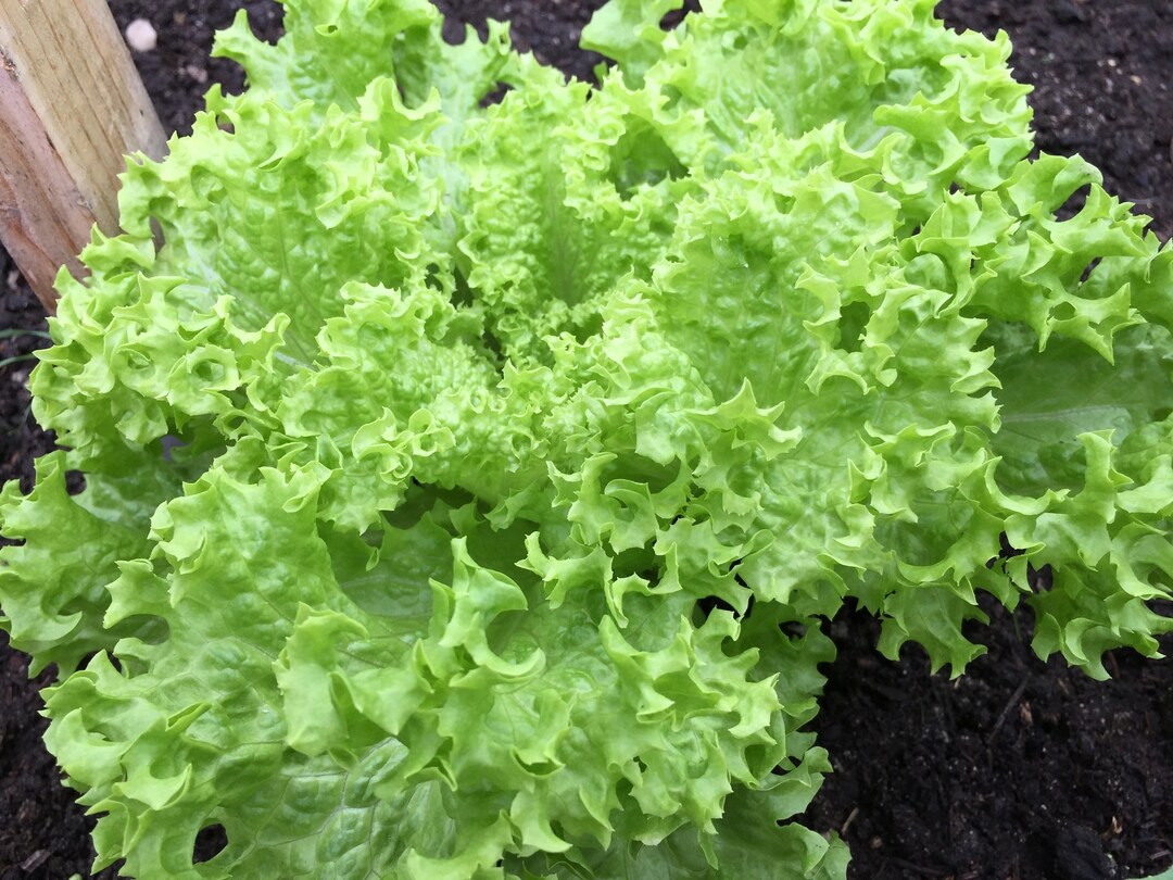 Heirloom Broadleaf Batavian Endive Herb Seeds - Cichorium Endivia ...