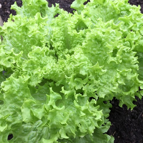 Heirloom Broadleaf Batavian Endive Herb Seeds Cichorium - Etsy