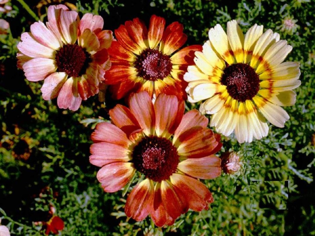 Tri-color Painted Daisy Seeds - Tanacetum Coccineum - B11 - Etsy