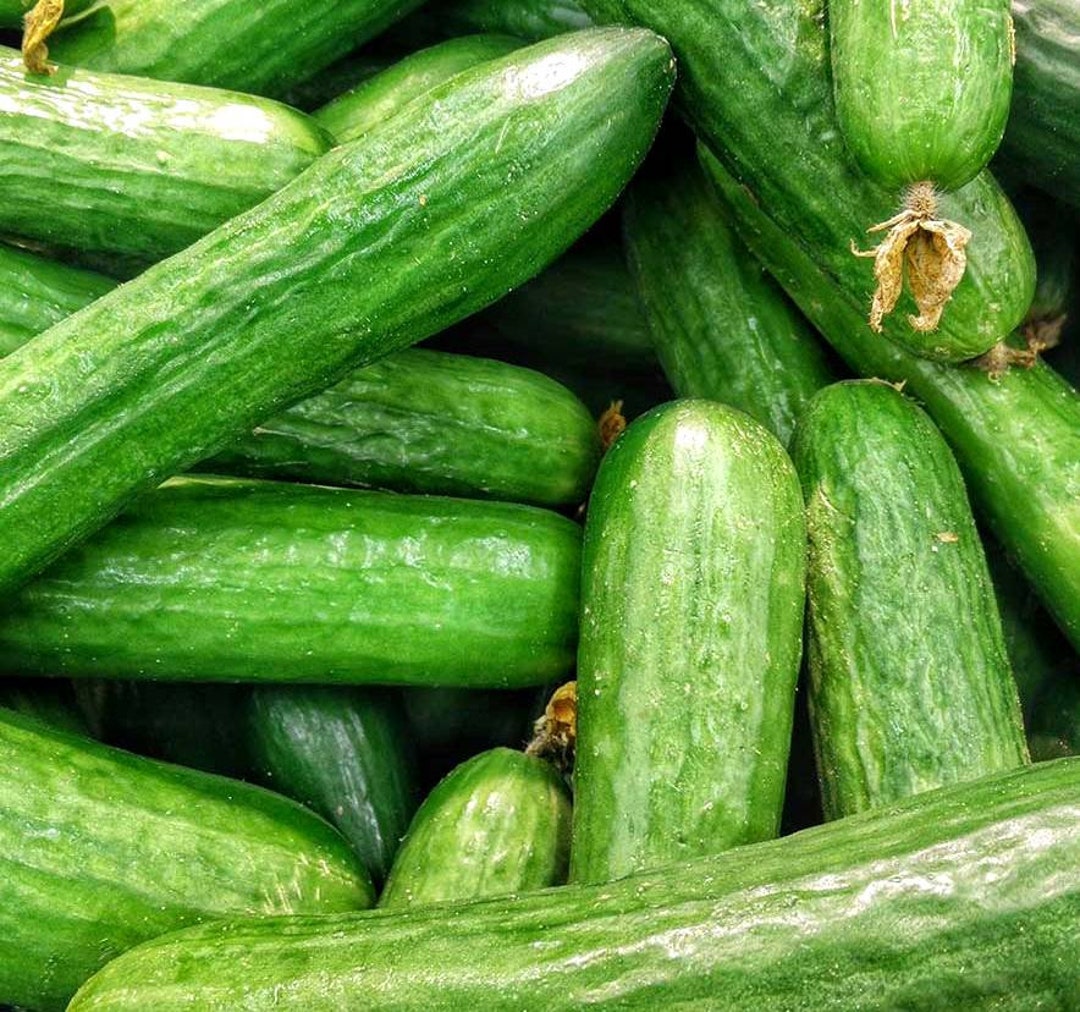 Heirloom Beit Alpha Cucumber Seeds - Cucumis Sativus - B211 - Etsy