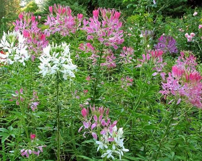 300 4 Color Mix Cleome Flower Variety Pack, Spider Flower, Cleome ...