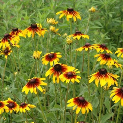 English Daisy Double Flower Mix Seeds Bellis Perennis B74 | Etsy