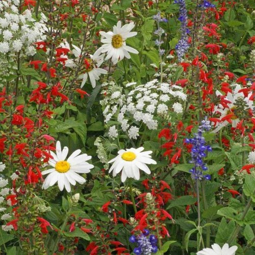 Rocket Red White & Blue Wildflower Seed Mix S29 - Etsy