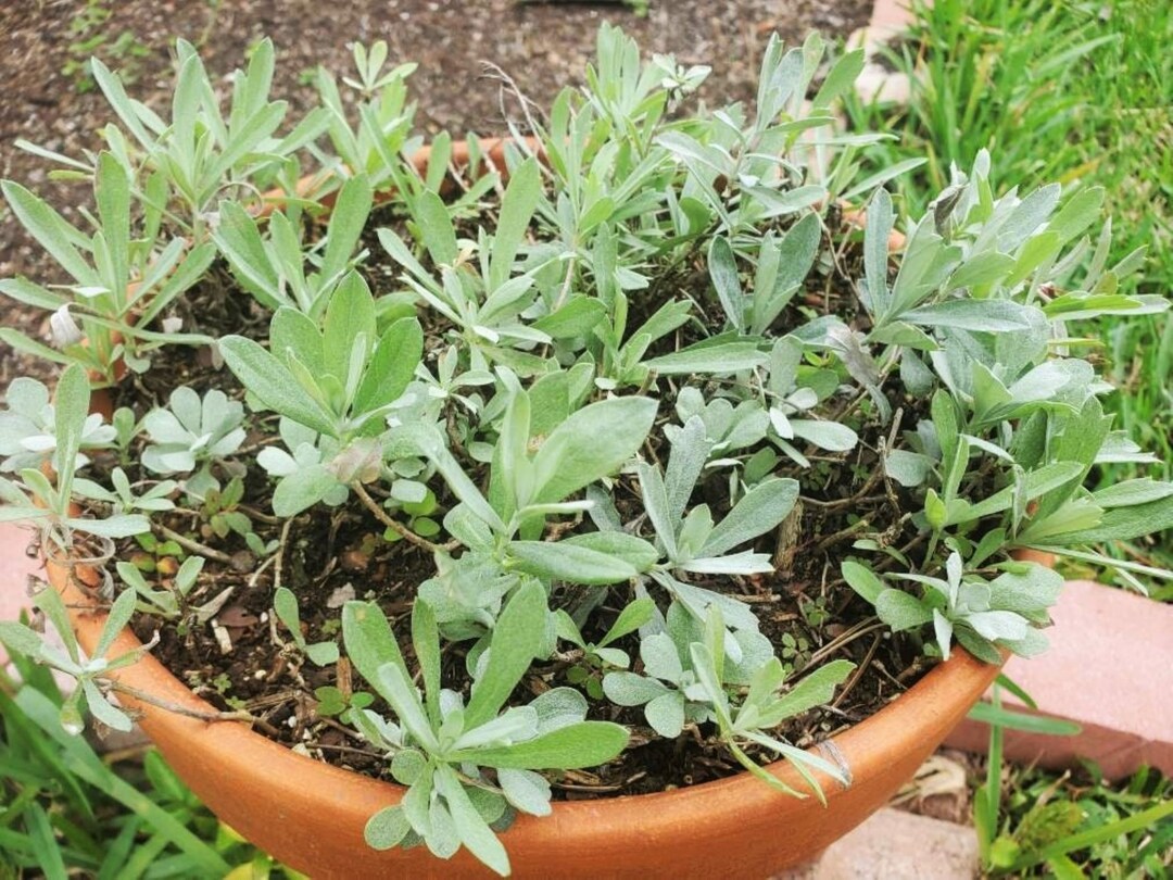 Prairie Sage Seeds Artemisia ludoviciana FR5 - Etsy 日本
