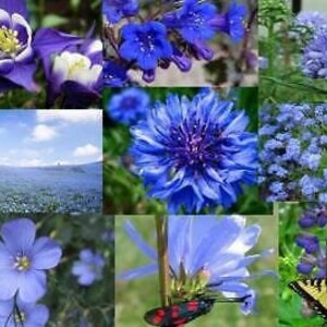 All Blue Wildflower Mix Seeds - Perennials and Annuals - ST17 - Etsy