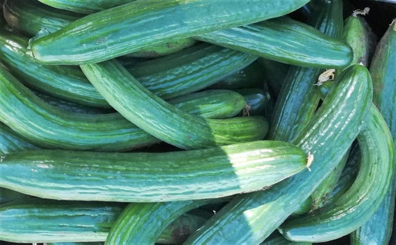 Home & Hobby Armenian Dark Cucumber Garden Seeds B319 Gardening ...