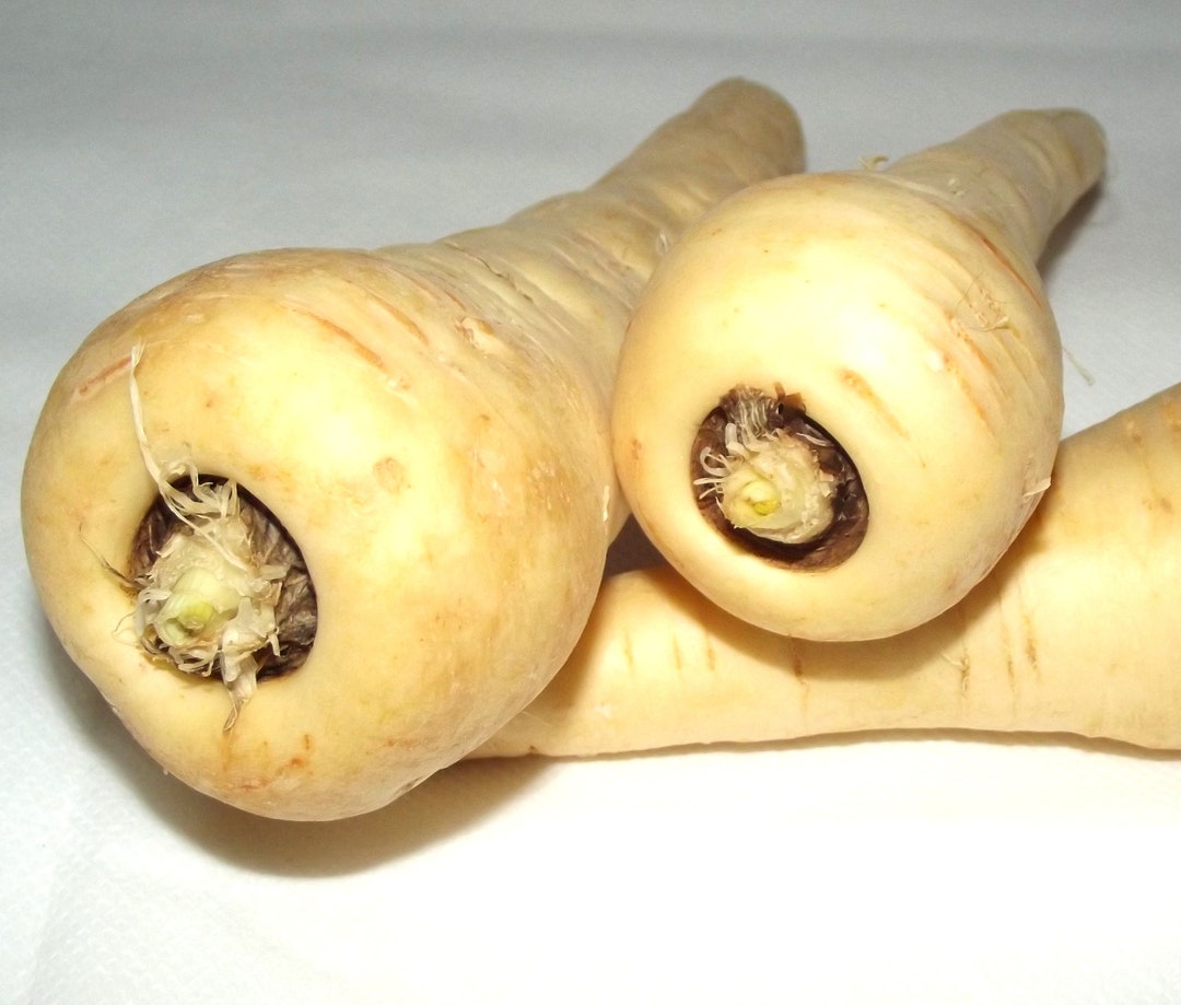 Harris Model Parsnip Seeds - Pastinaca Sativa - B303 - Etsy