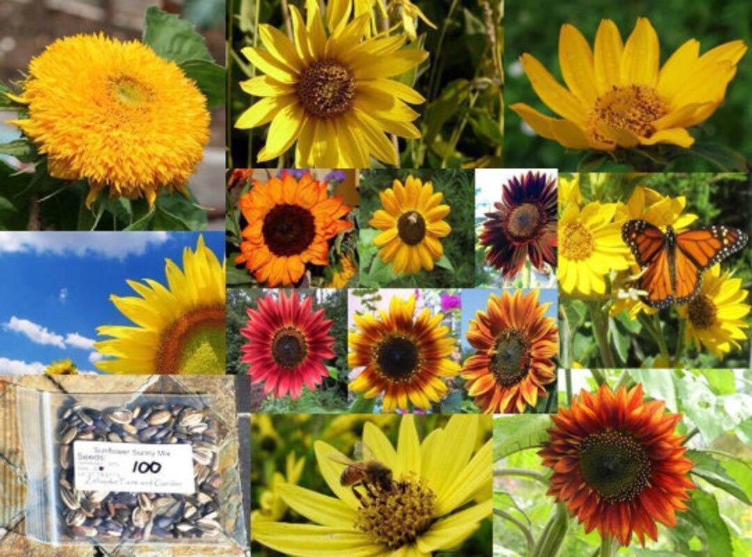 Sunny Sunflower Seed Mix - 30 Seeds, 2 Grams - Buy 2 Get 1 Order Free ...