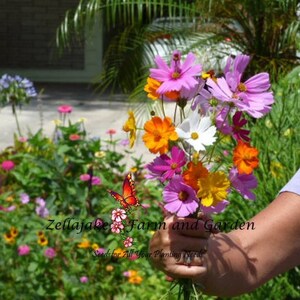 Crazy for Cosmos Seed Mix -buy 2 Get 3 - 125 Seeds, 1 Gram - Cosmos ...