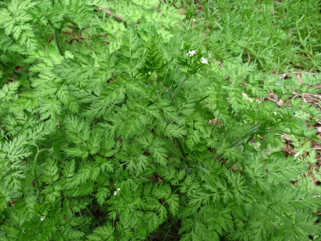 Heirloom Winter Chervil Seeds - Anthriscus Cerefolium - B184 - Etsy