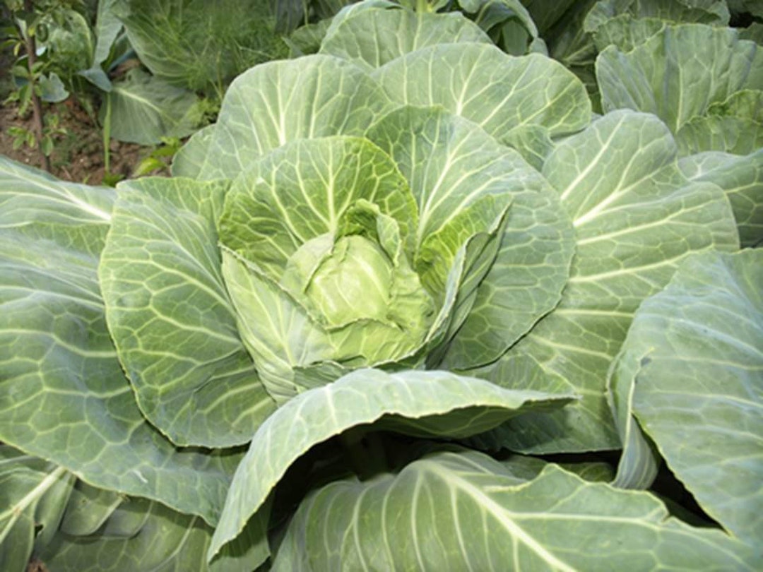 Heirloom Brunswick Cabbage Seeds - Brassica Oleracea Var. Capitata ...